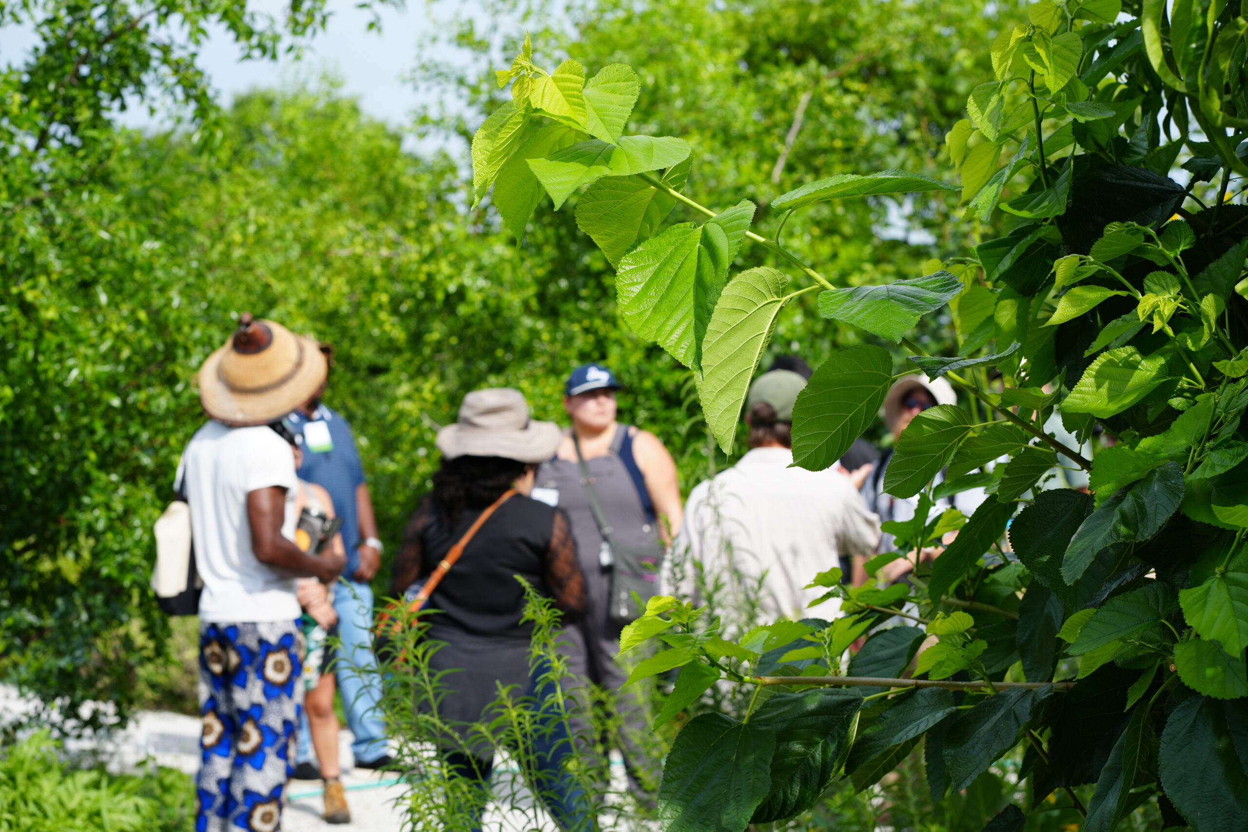 North American Agroforestry Conference returns to Missouri roots | The ...