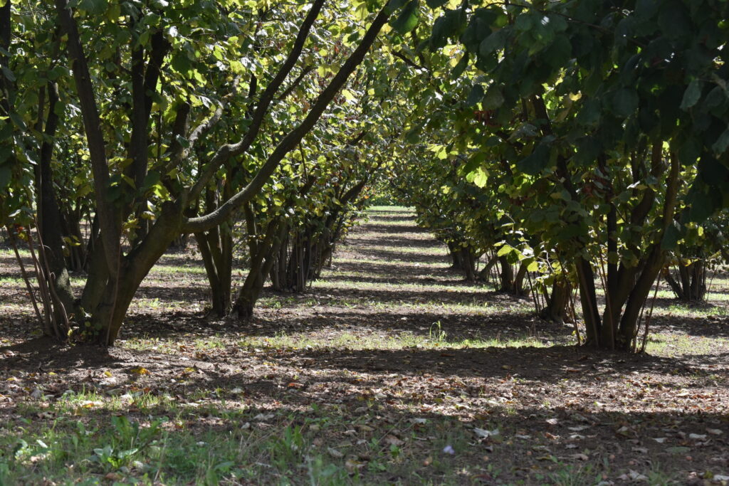 International travels sharpen tree nut industry insights for Midwest ...