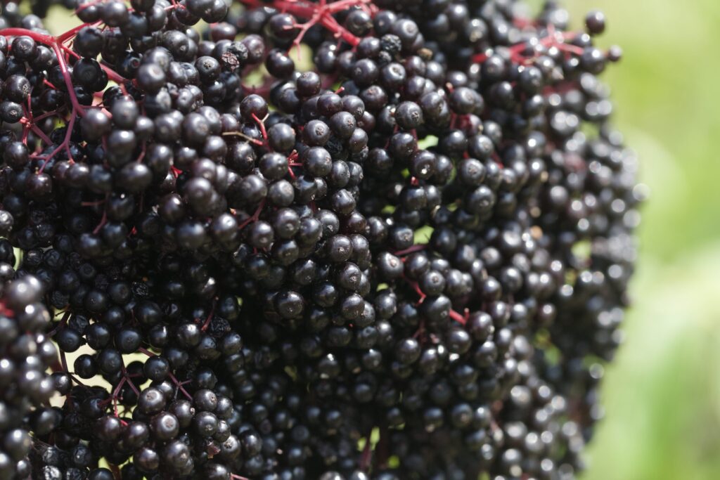 Developing American elderberry cultivars for farmer success | The ...