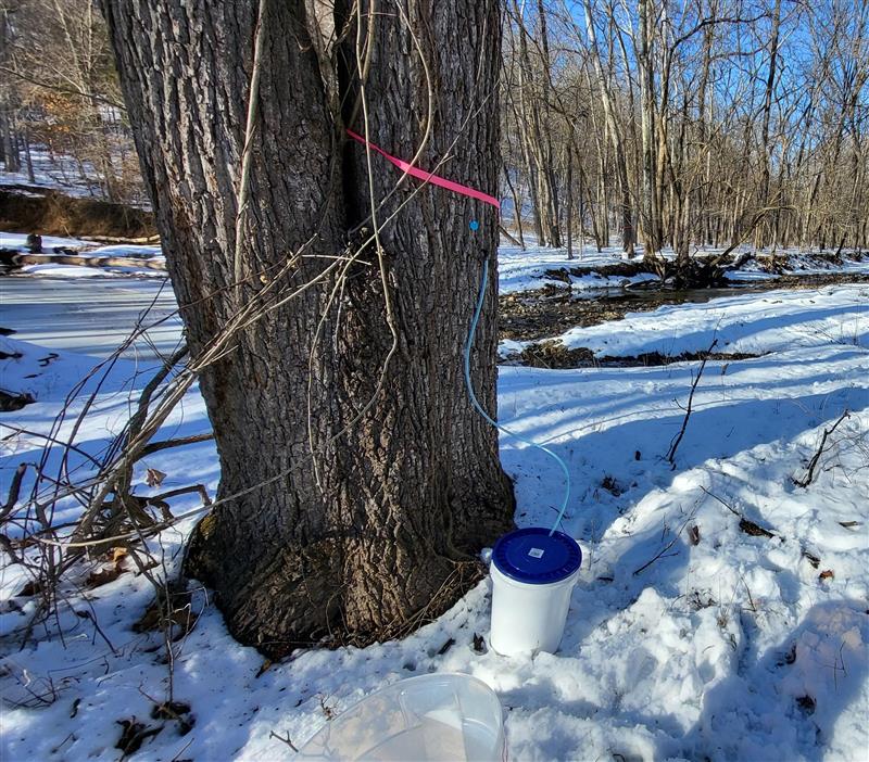 More than Maple: Tree Syruping in Missouri | The Center for Agroforestry