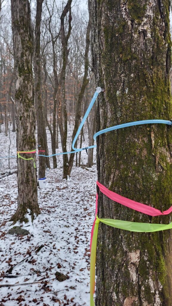 More than Maple: Tree Syruping in Missouri | The Center for Agroforestry