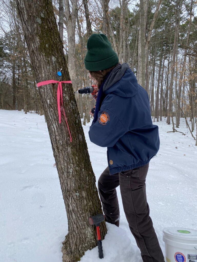 More than Maple: Tree Syruping in Missouri | The Center for Agroforestry